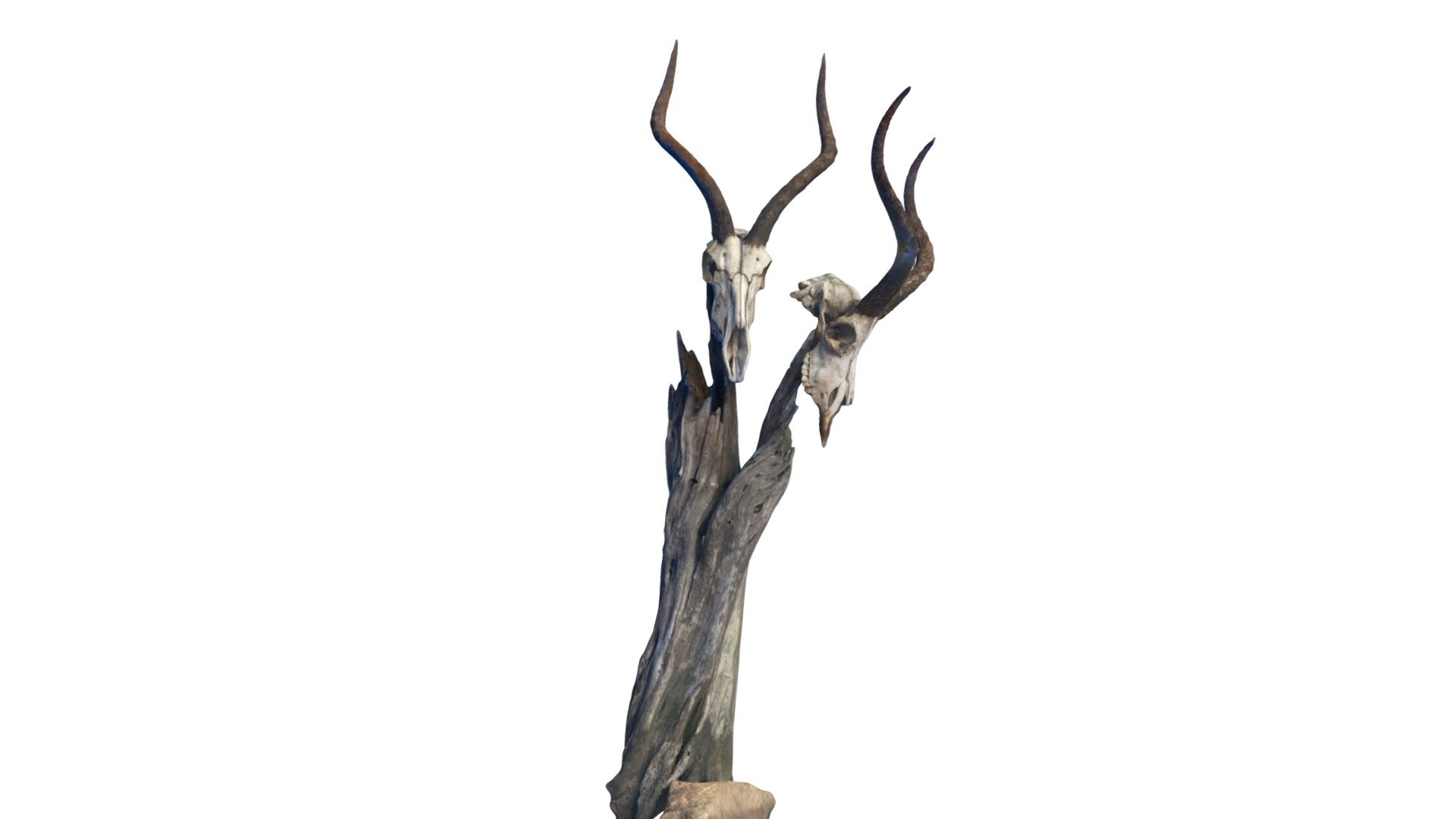 Animals- Impala skull feature - with STL File - Download Free 3D model ...