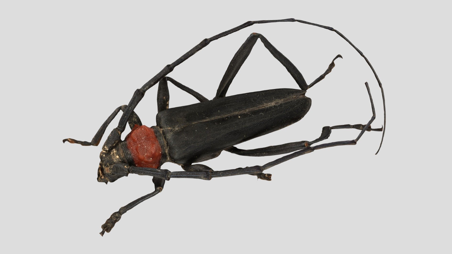 クビアカツヤカミキリ Red-necked Longhorn, Aromia bungii - Download Free 3D model ...