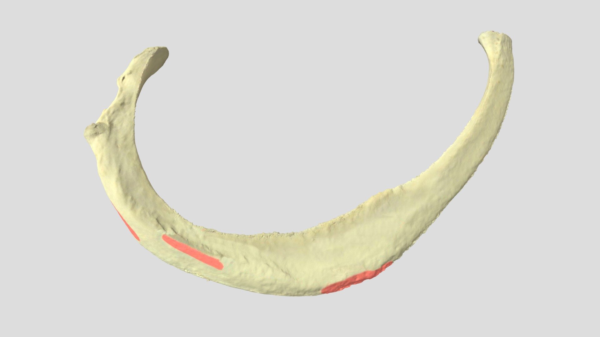 Rib 2-musculatuur-painted - 3D model by Universiteit Antwerpen ...