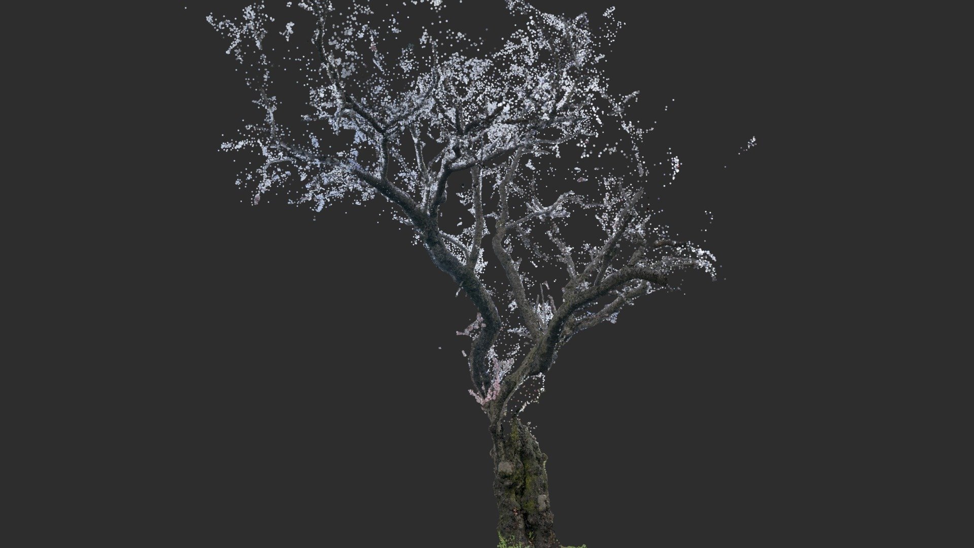 20200823 Old-cherry-tree 3d-250k Model 24 - 3D model by Alison Bennett ...