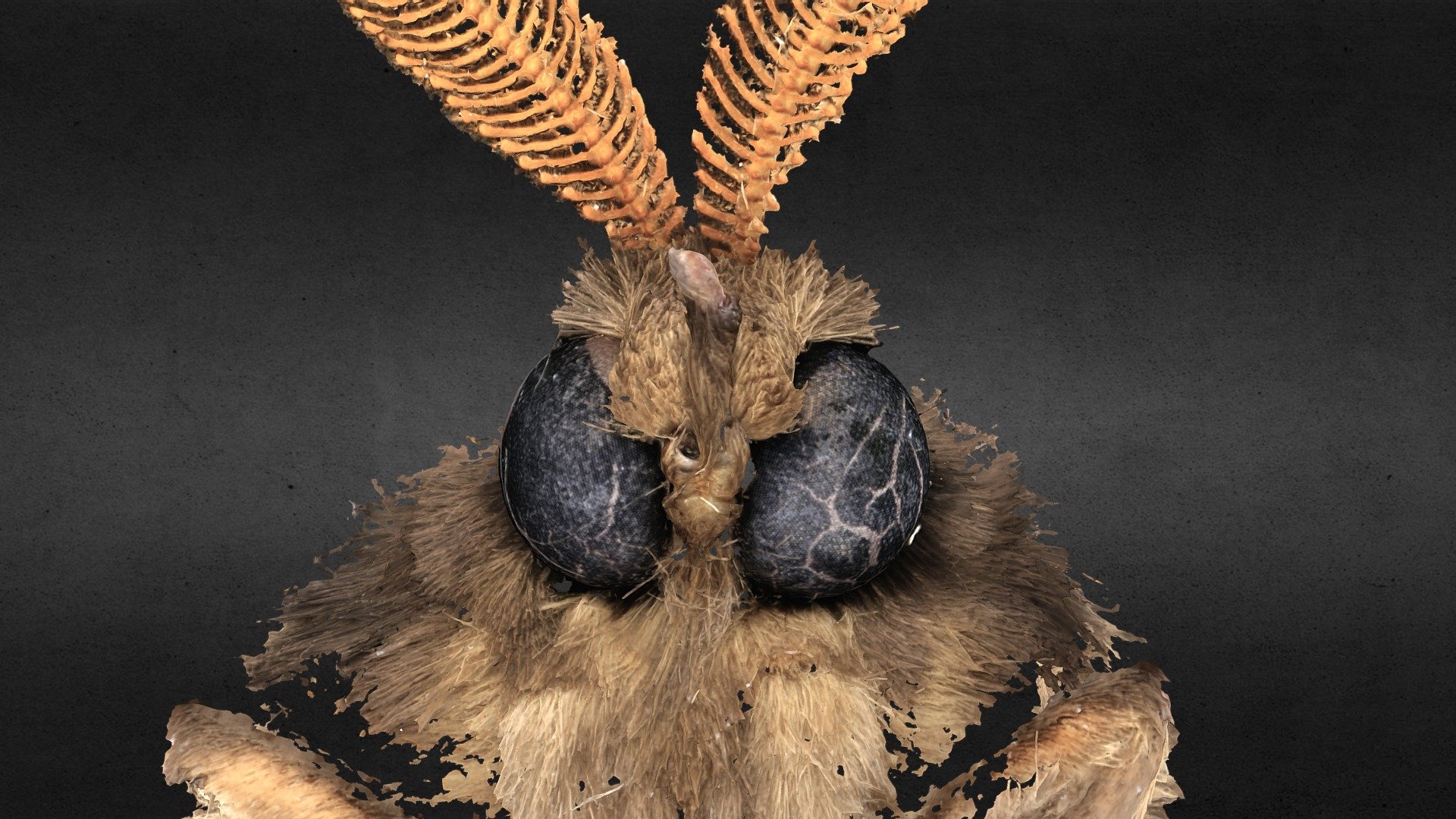 Moth mask - Download Free 3D model by UoM Digitisation Centre ...