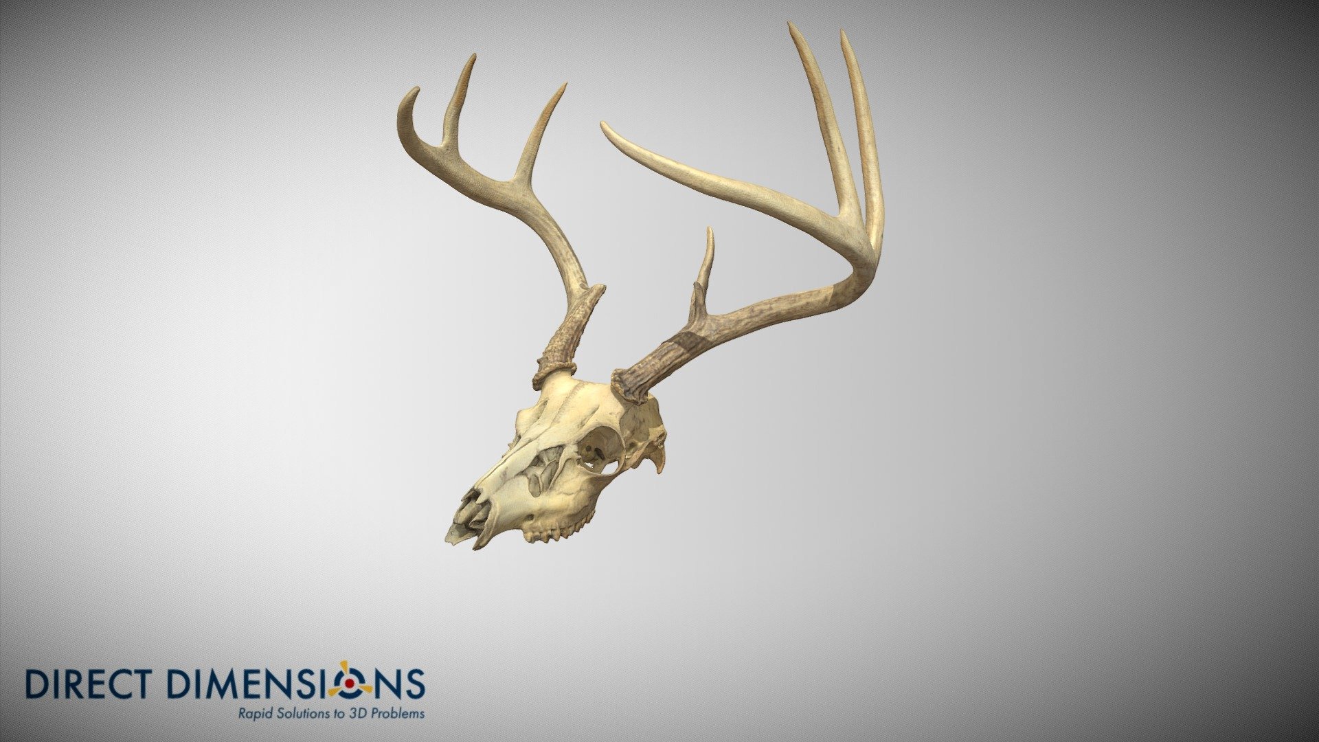 Deer Skull - 3D model by Direct Dimensions (@dirdim) [2c8dfbb] - Sketchfab