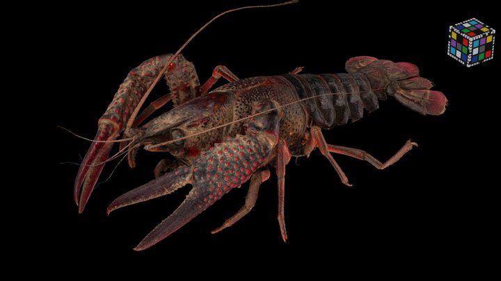 Crayfish 3D models - Sketchfab