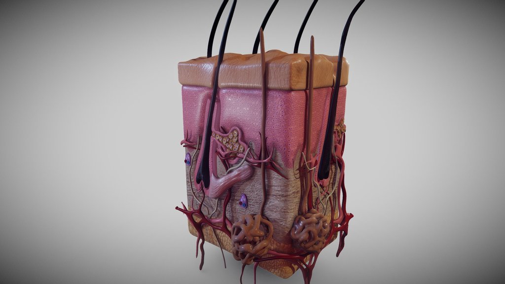 Anatomic Basics - A 3D model collection by OrthoTech - Sketchfab