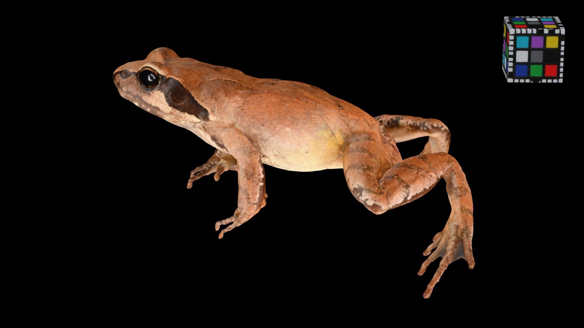 タゴガエル ♀ Tago's brown frog, Rana tagoi tagoi - Download Free 3D model by ...