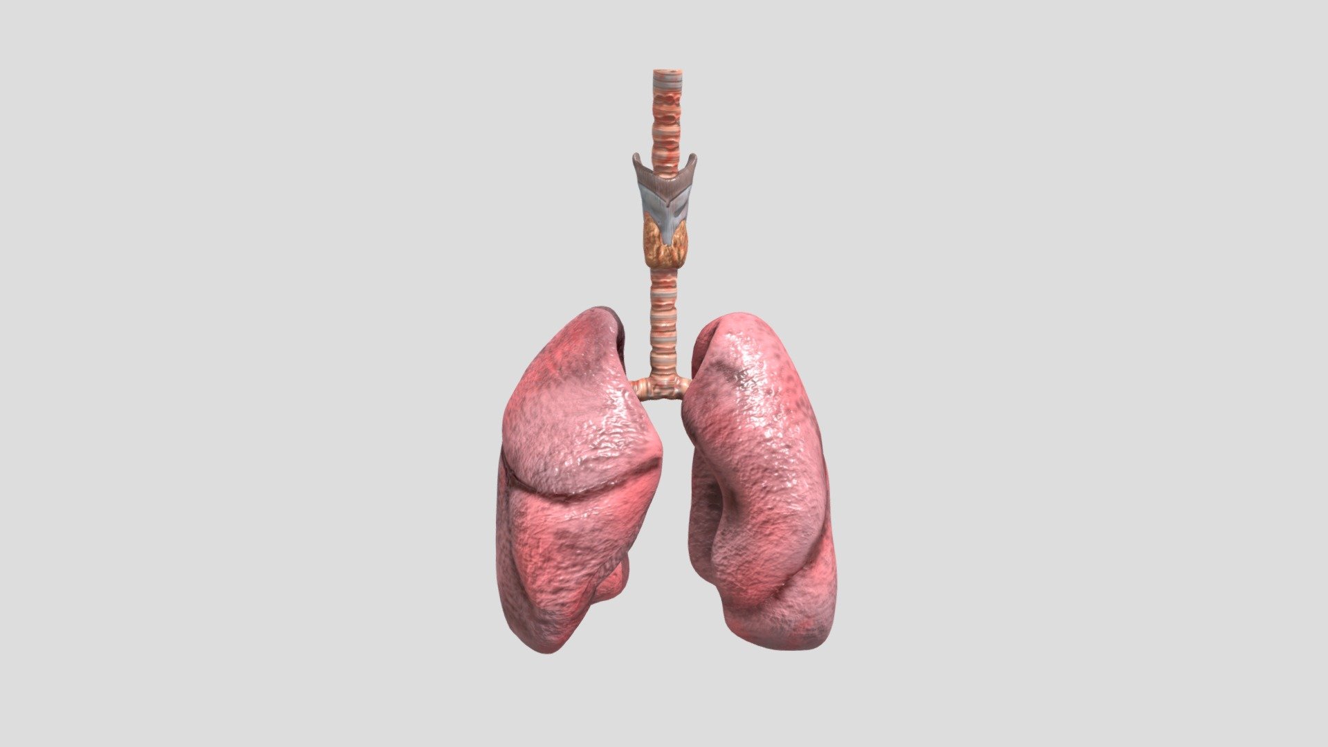 Realistic_human_lungs - 3D model by fjc065913 [2c98a92] - Sketchfab