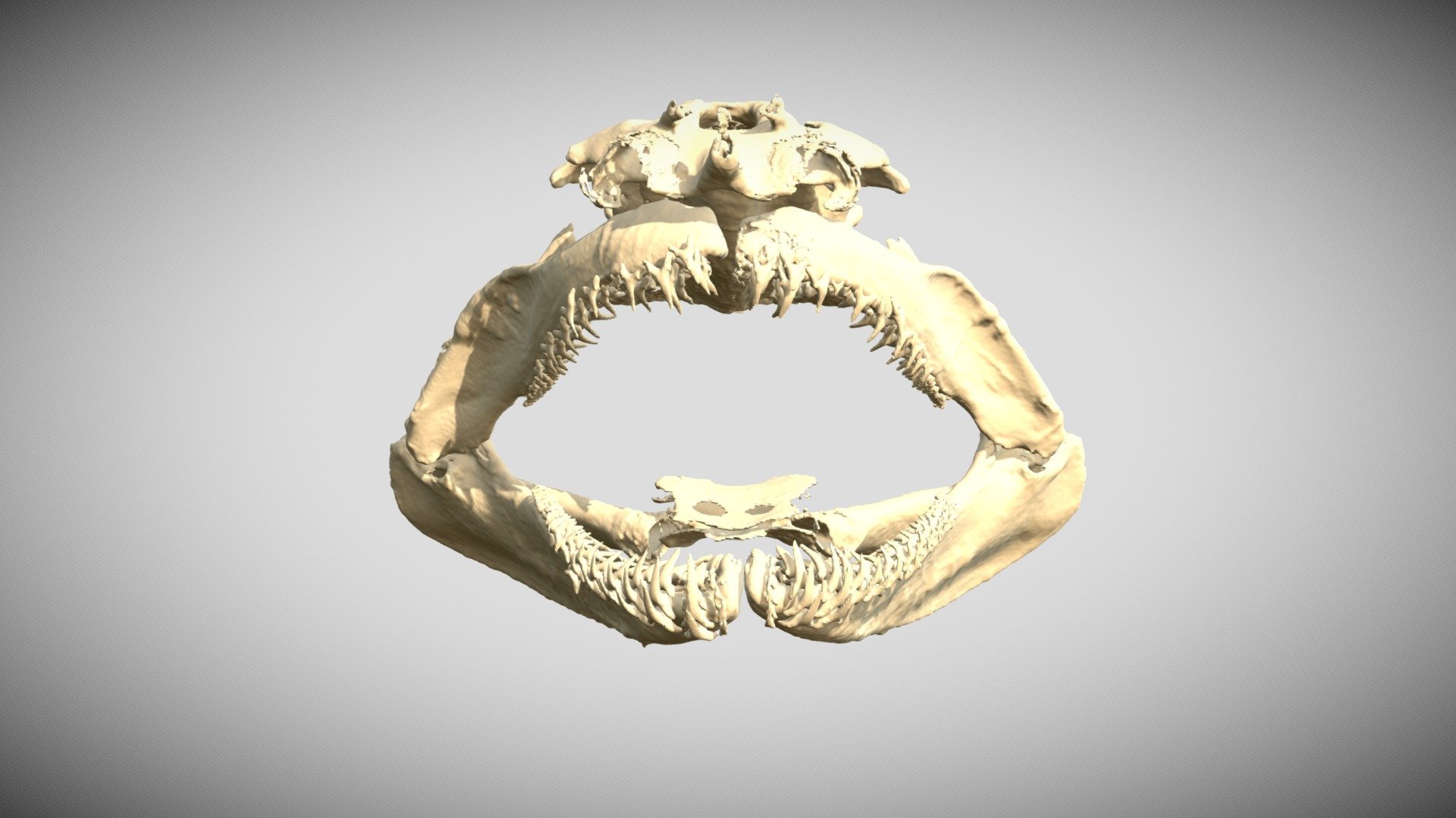 Sand tiger shark (Carcharias taurus) head - Download Free 3D model by ...