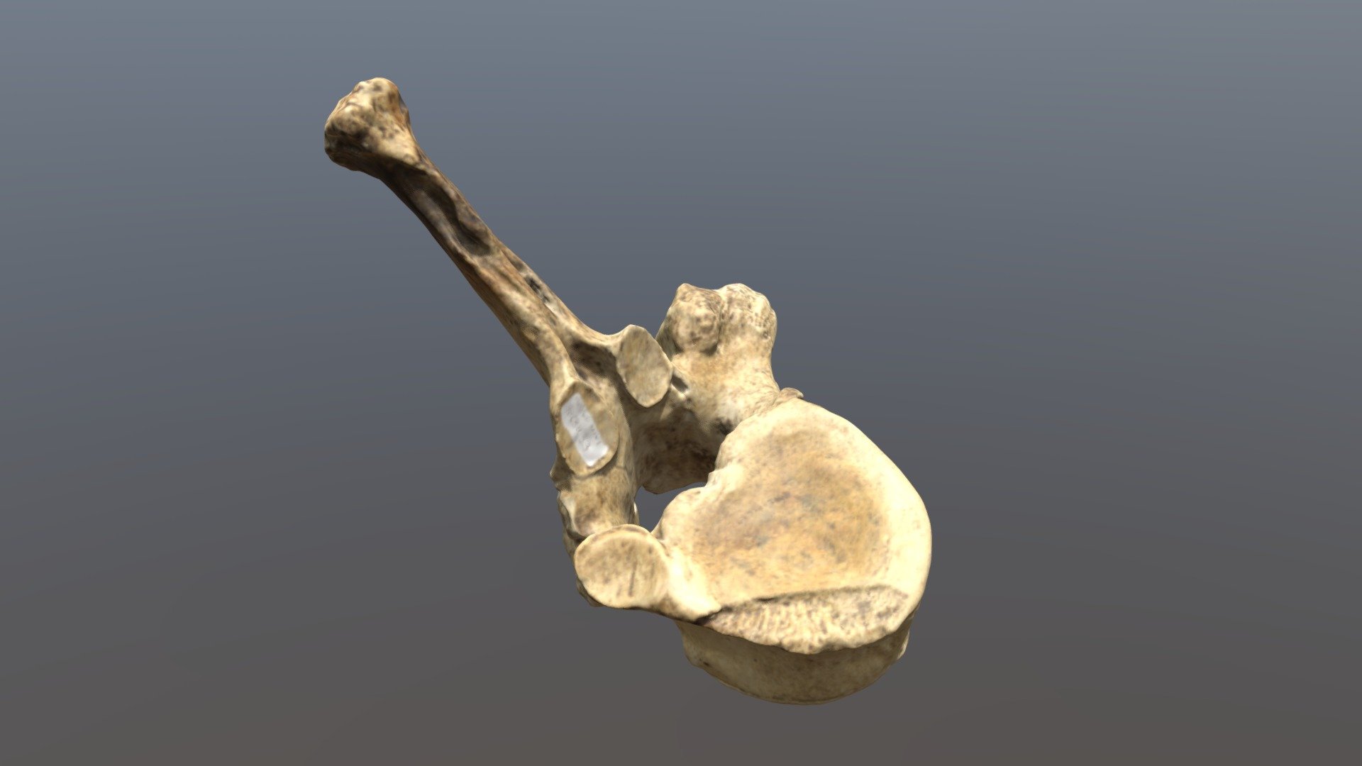 Mastodon Vertebra (VCU_3D_3912) - Download Free 3D model by Virtual ...
