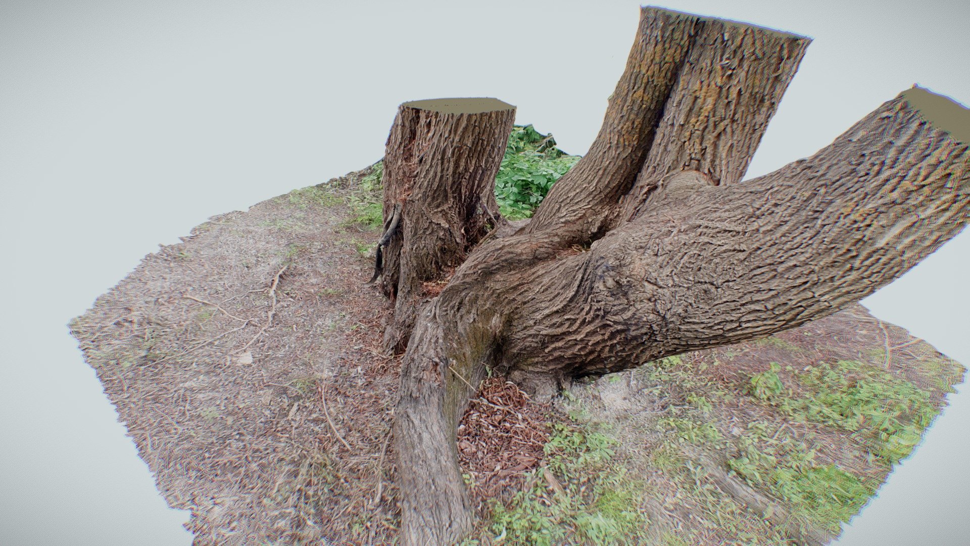 Branched Tree - High Poly Scan - Download Free 3D model by ...