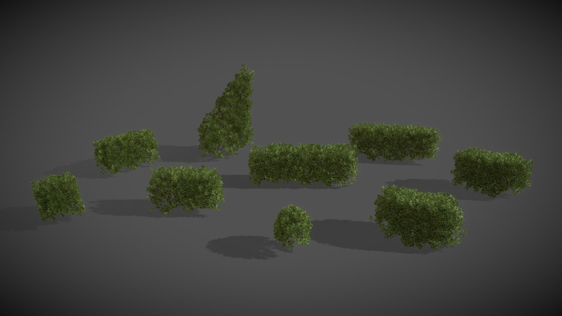 LS13 Ligustrum Ovalifolium (Golden Privet) - Buy Royalty Free 3D model ...