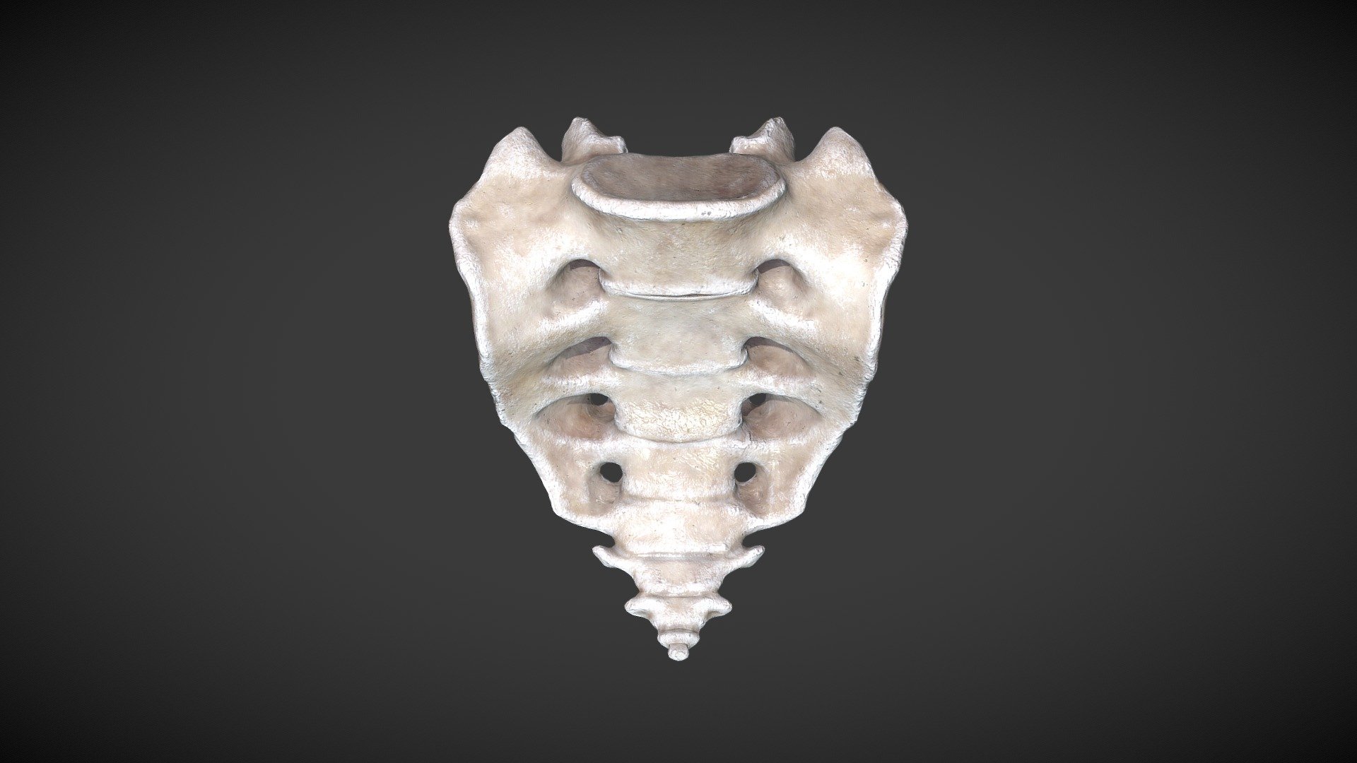 Sacrum - 3D model by Elayna Miller (@anyale) [2ca8e1a] - Sketchfab