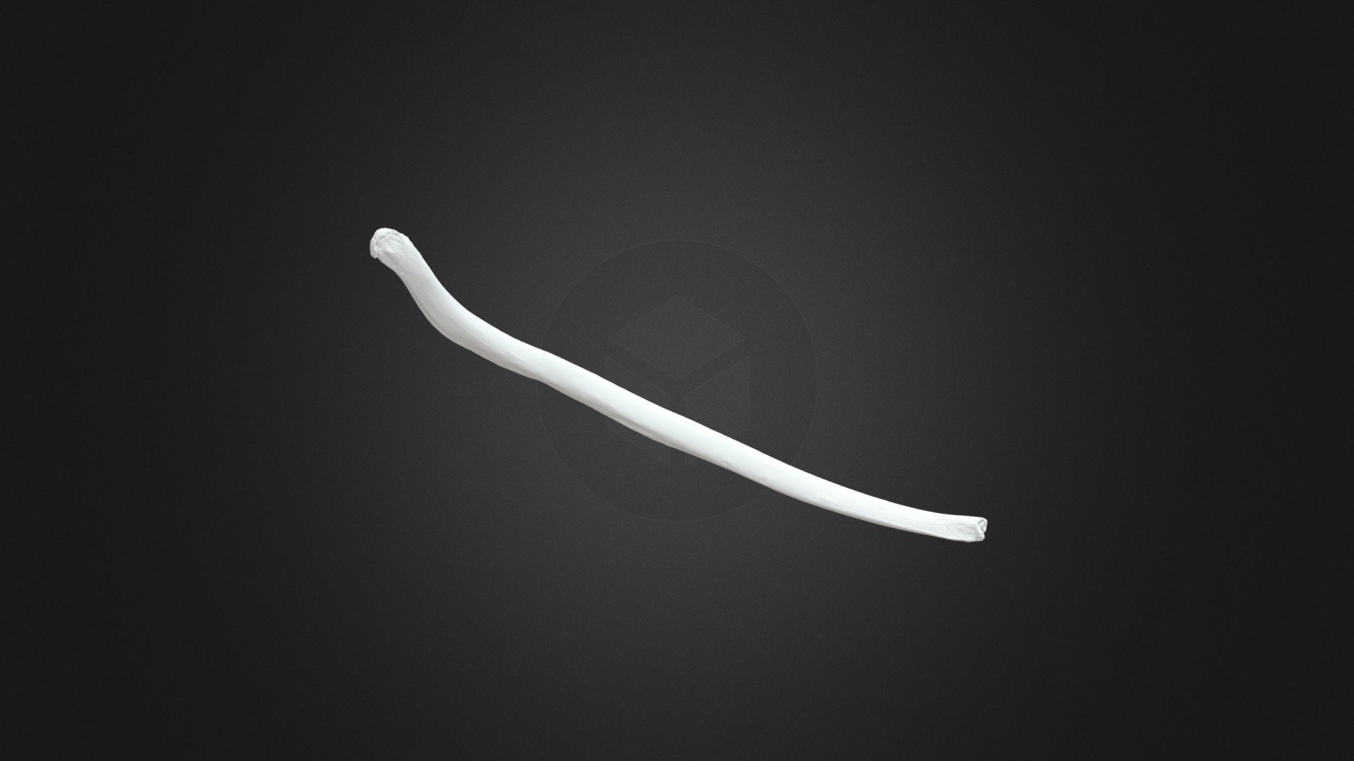 Loxodonta africana (elephant) Right Rib 18 (Dex) - Download Free 3D ...