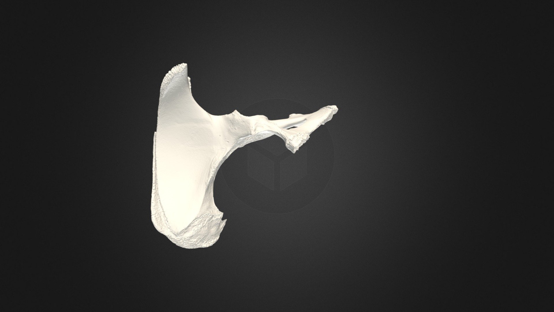 Loxodonta africana (elephant) Left Pelvic Wing - Download Free 3D model ...