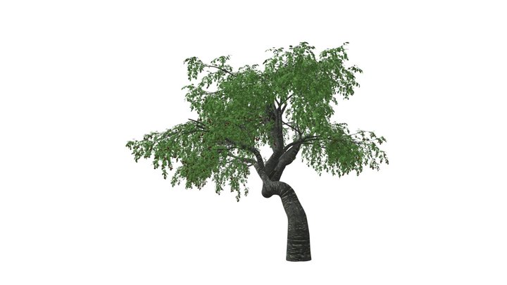 Cherry-tree 3D models - Sketchfab