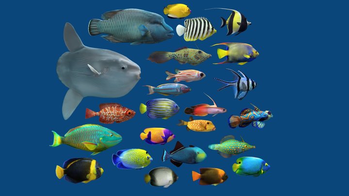 Fish 3D models - Sketchfab