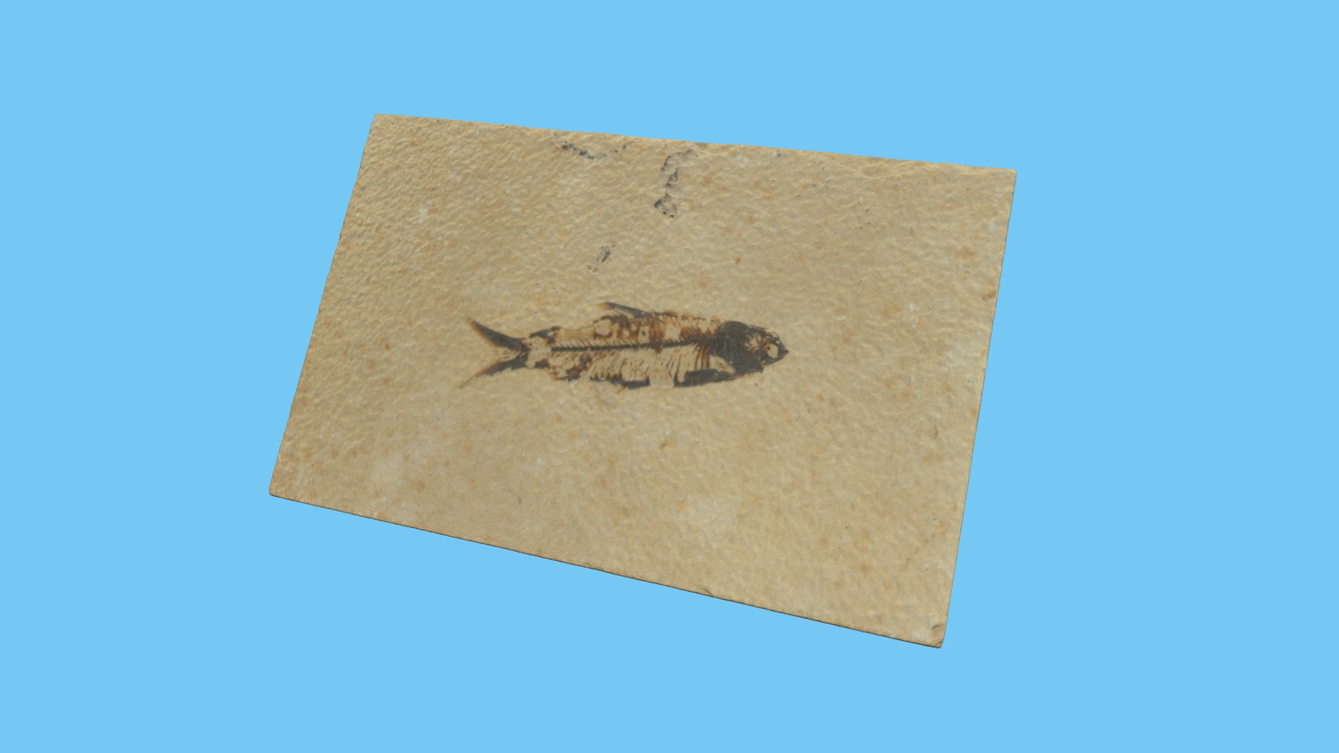 Fish Fossil Slab - Download Free 3D model by Arkify 3D (@arkify ...