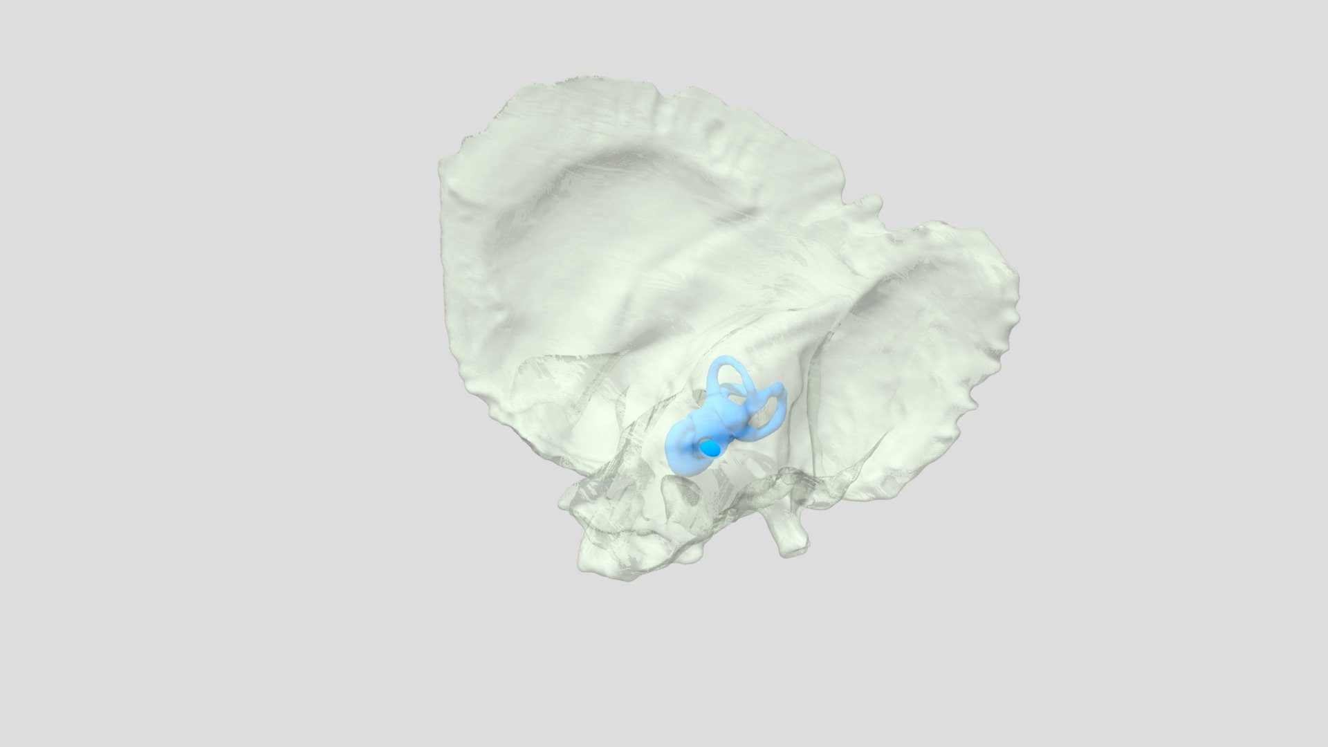 Cochlea - 3D model by kucharm [2cda609] - Sketchfab