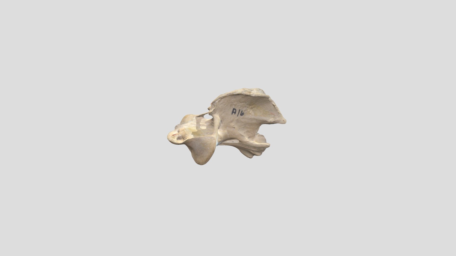 Axis Horse - 3D model by Veterinary Medicine, Kasetsart University ...