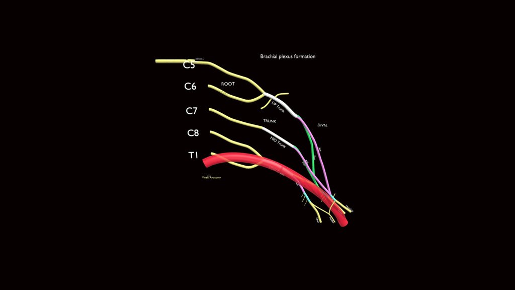 Peripheral Nervous System - A 3D model collection by Findlay_Venom ...