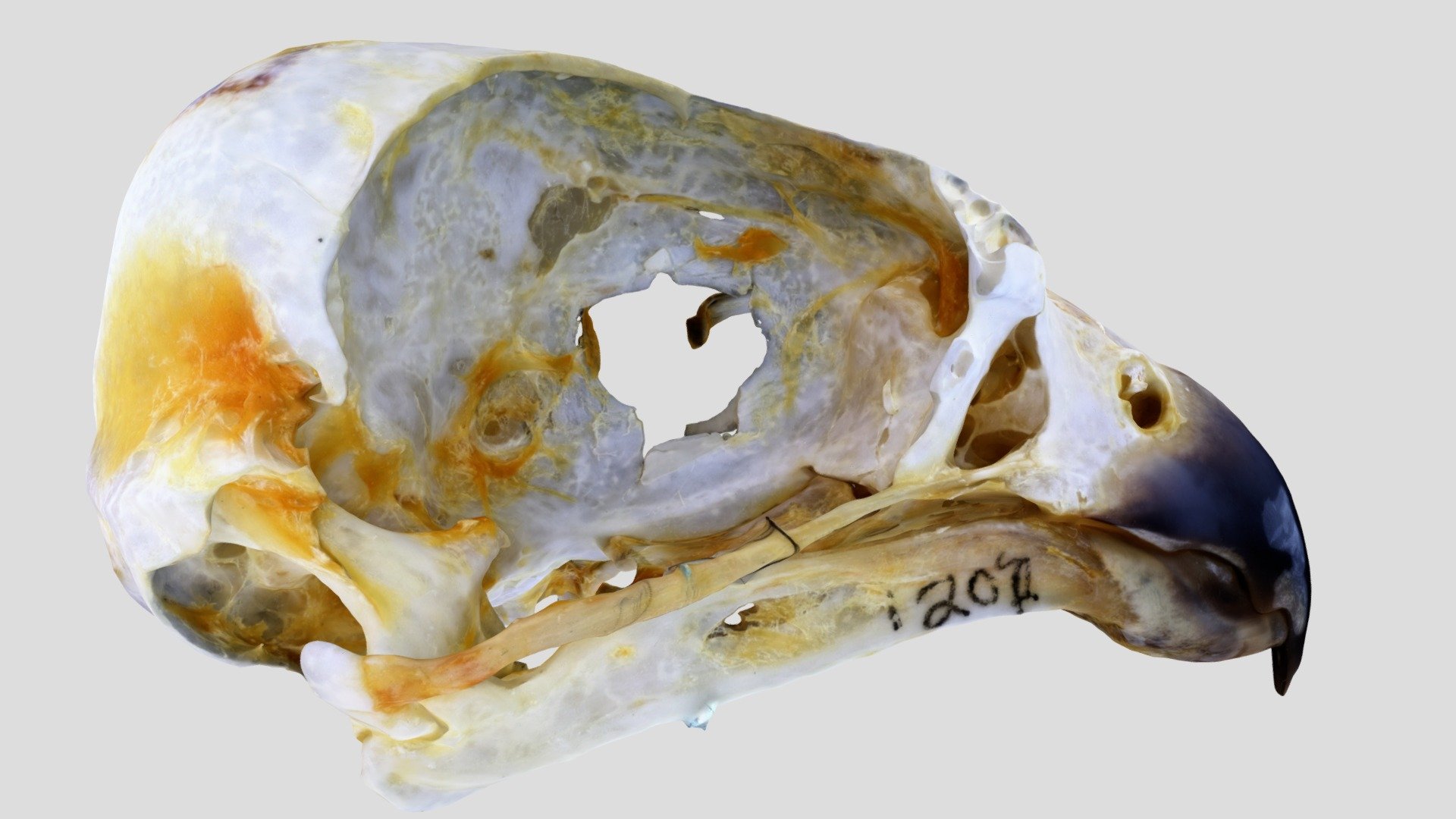 UWYMV:Bird:1207, Falco sparverius, Skull - Download Free 3D model by ...
