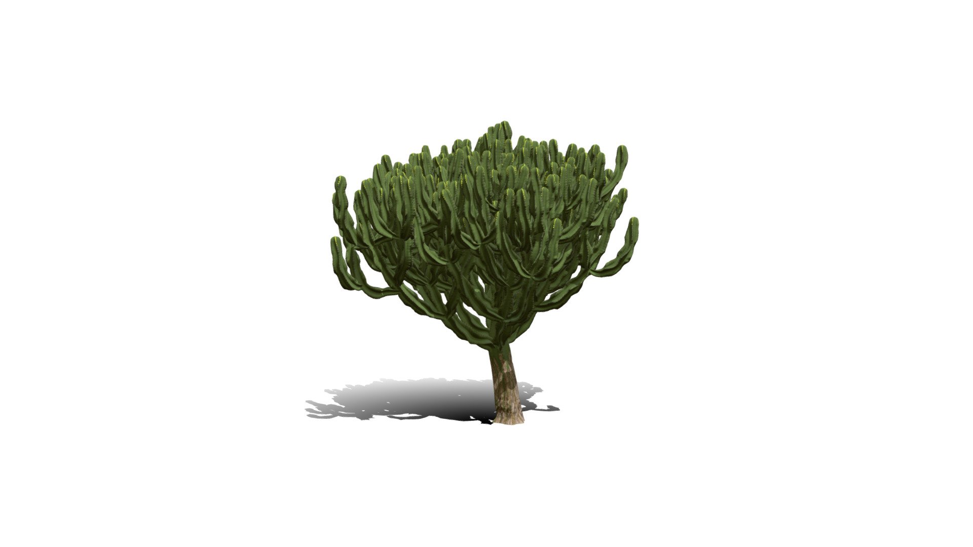 Realistic HD Candelabra tree (9/40) - Buy Royalty Free 3D model by ...
