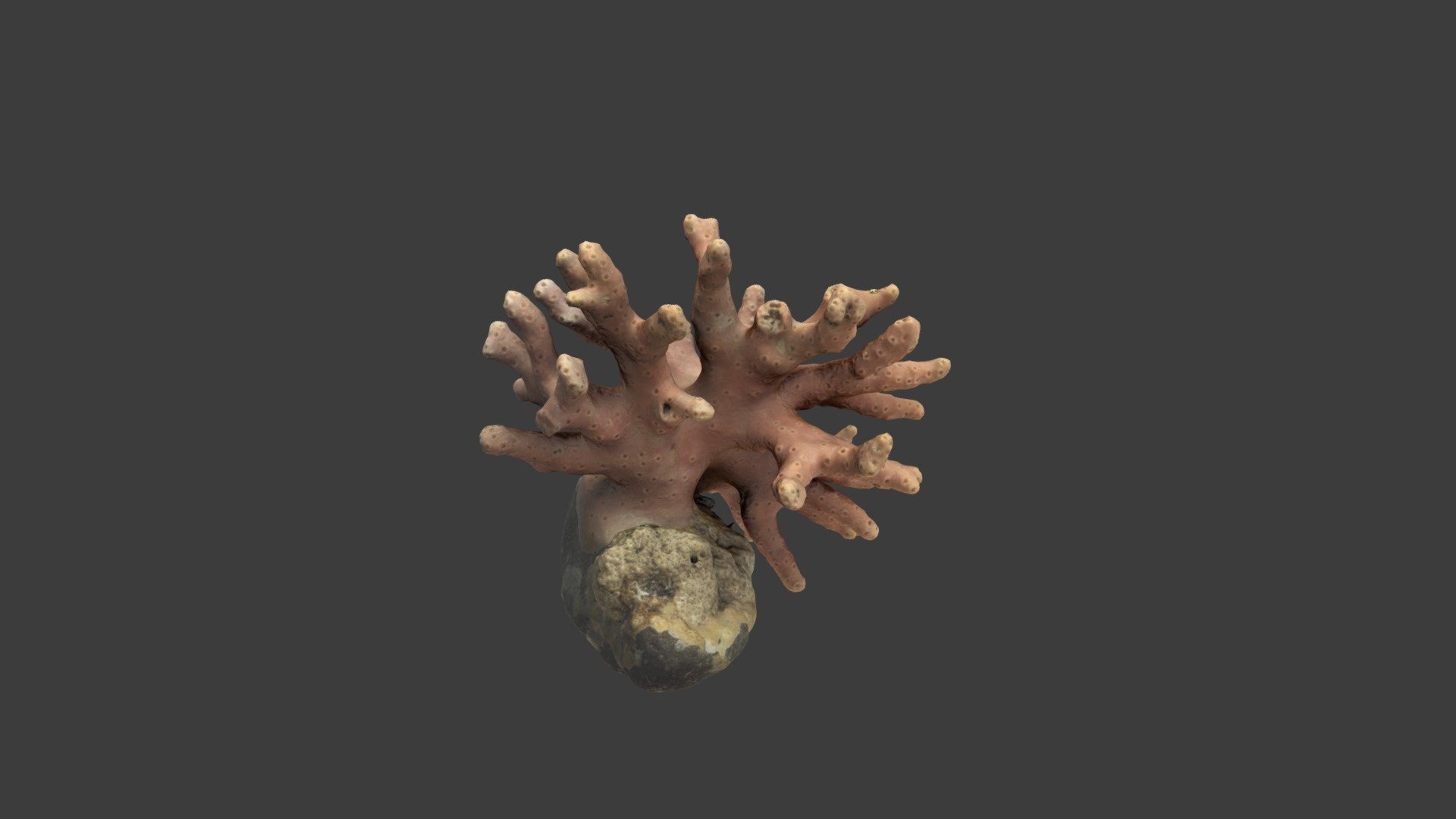 Stylaster verrillii - Download Free 3D model by The Smithsonian ...