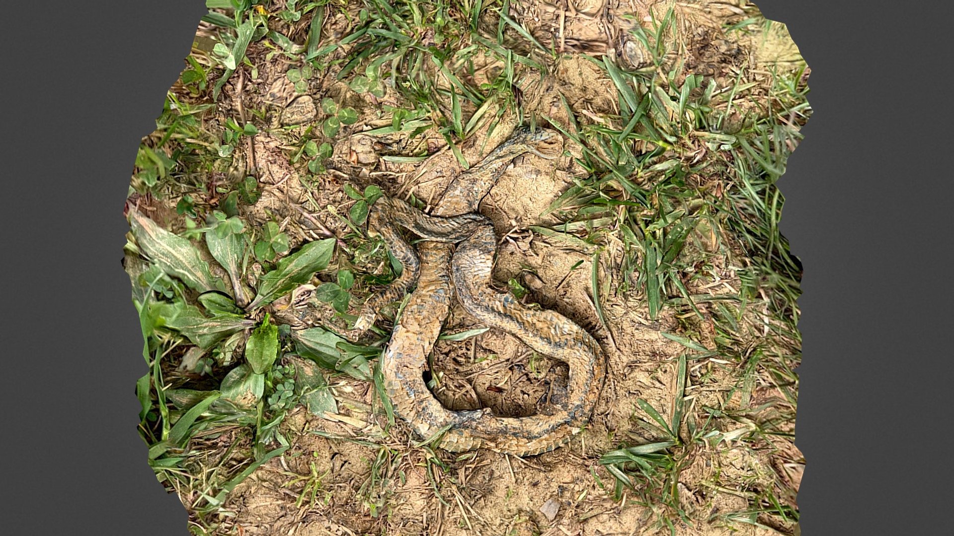 Flat Snake - Download Free 3D model by Terrie (@terrielsimmons ...