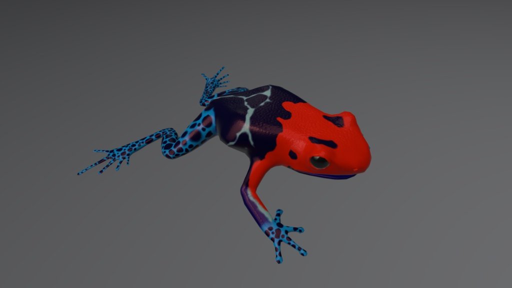 Colorful Dart Frog - 3D model by jabalaka [2cfa03f] - Sketchfab