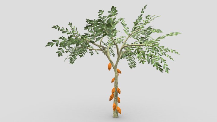 Cacao-tree 3D models - Sketchfab