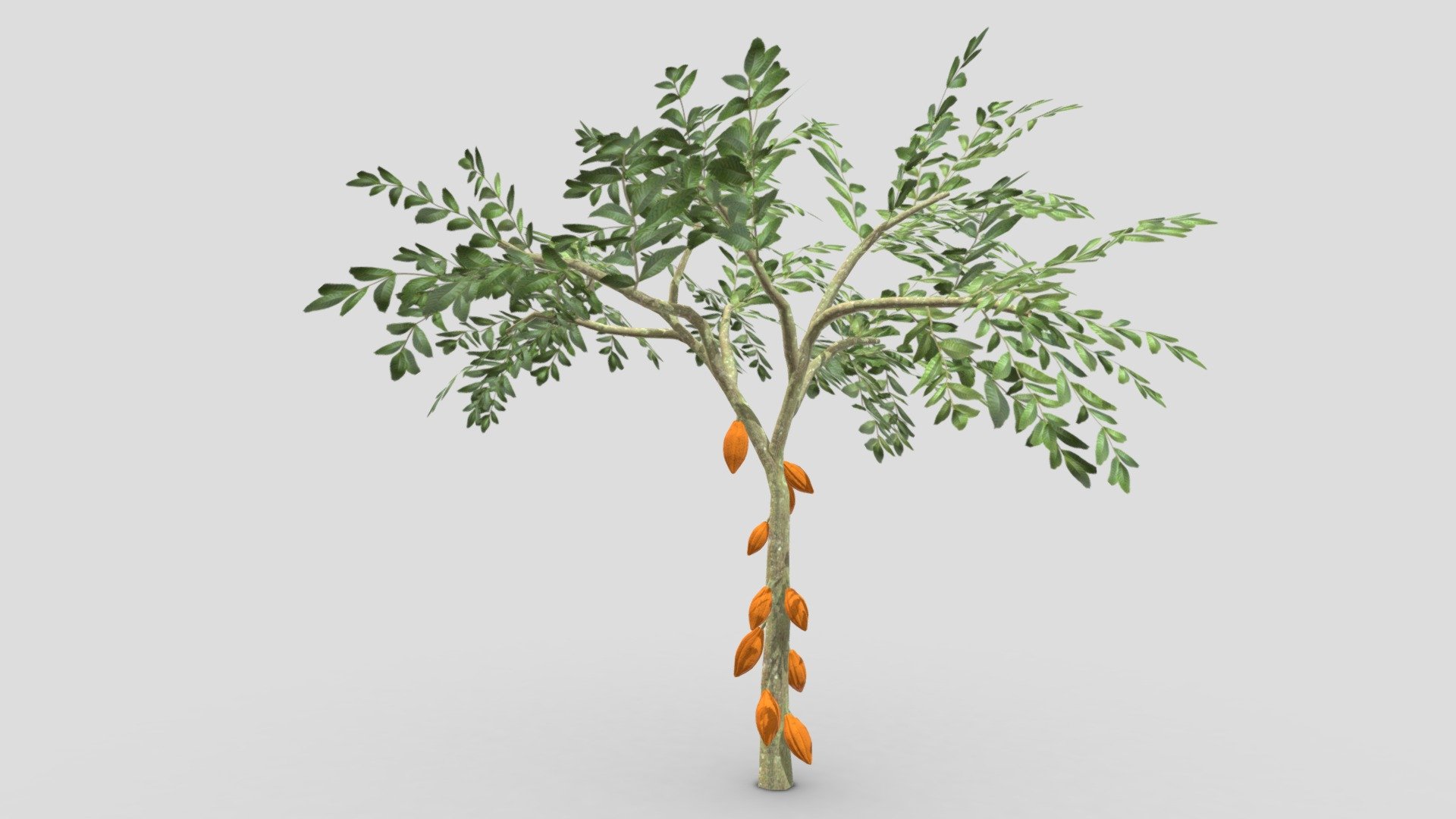 Cacao Tree( Orang Fruit)- 04 - Buy Royalty Free 3D model by ASMA3D ...