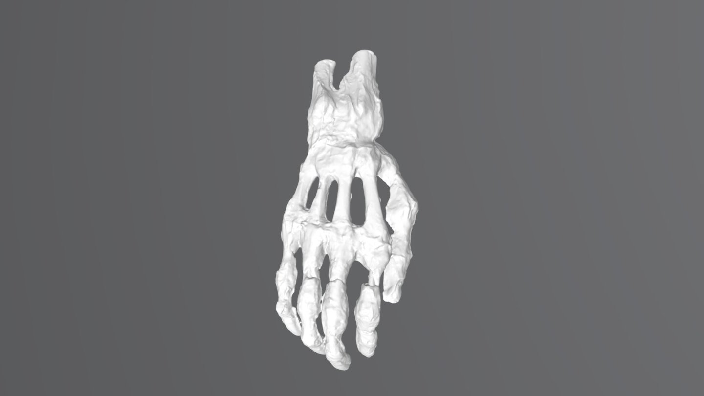 Education model of structure of the human hand - 3D model by threeding ...