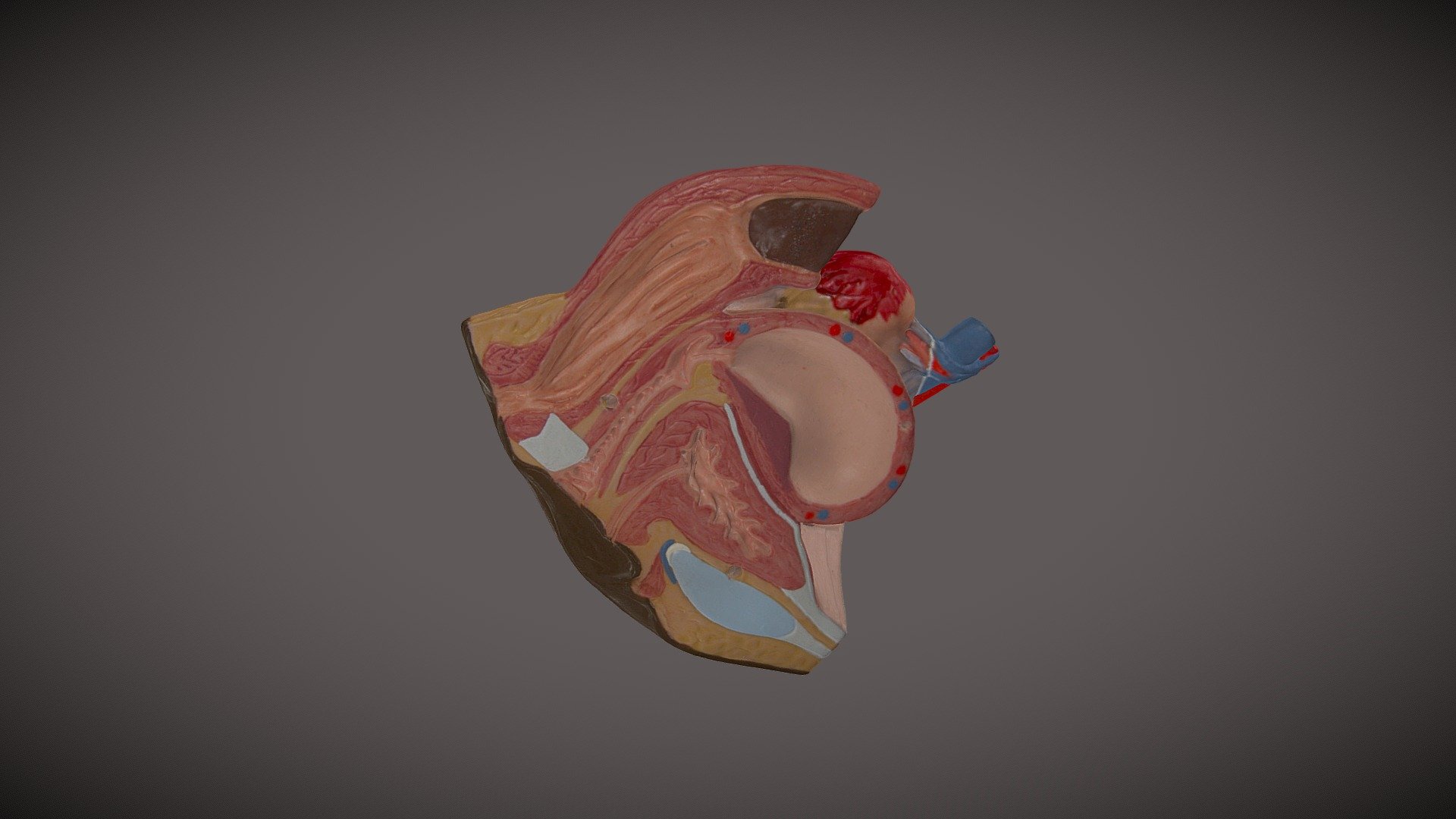 half female reproductive system - 3D model by OrJames Labs ...