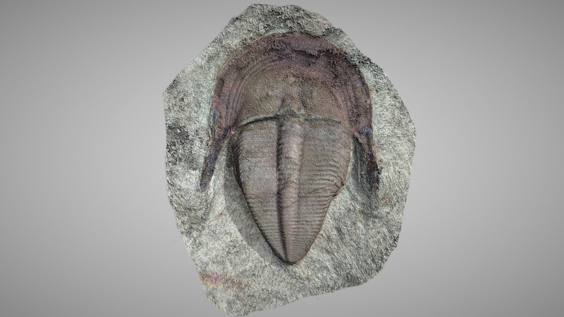 Harpetida, cf Harpides - Download Free 3D model by Geoscience Research ...