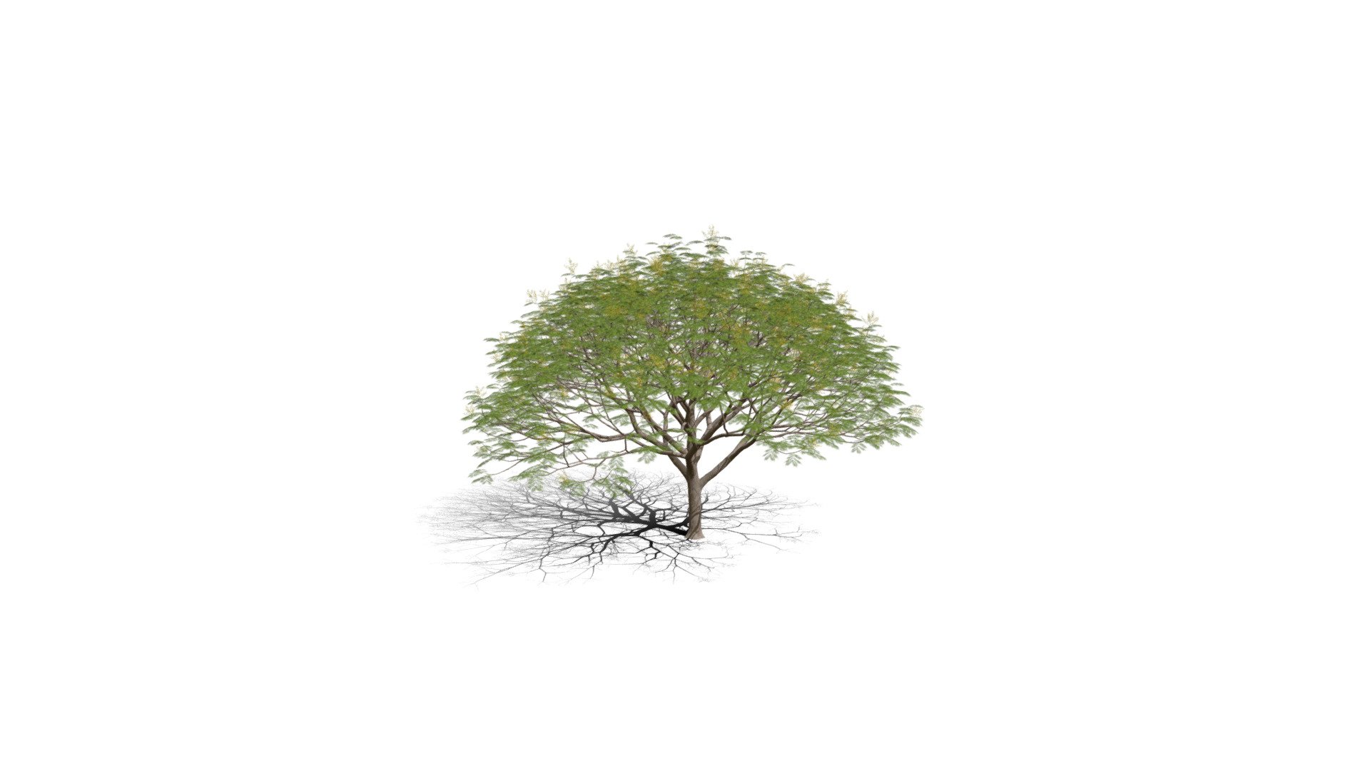 Realistic HD Chinese flame tree (5/20) - Download Free 3D model by ...