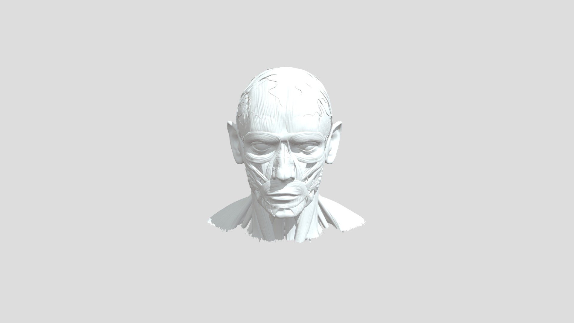 Head Structure 3d Model By Anderillar Anderillar1996 [2d17e6b] Sketchfab