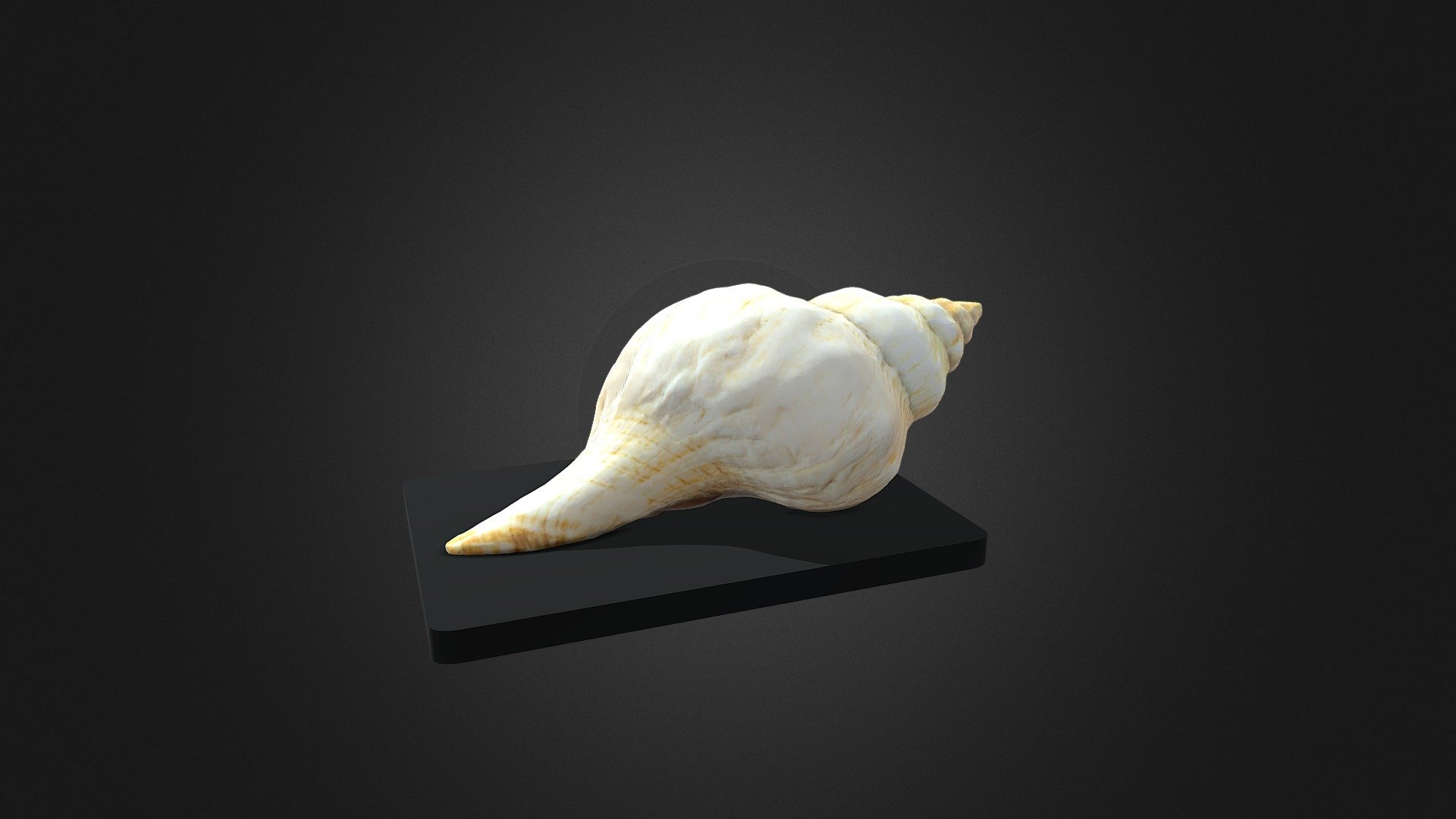 Shell (photogrammetry) - Download Free 3D model by Night Owl Design ...