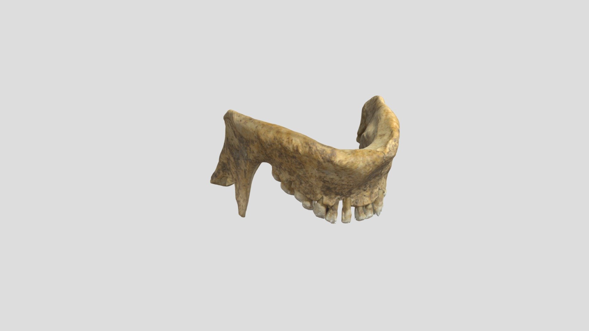 Mandible - 3D model by Uppsala University Bioarchaeology ...