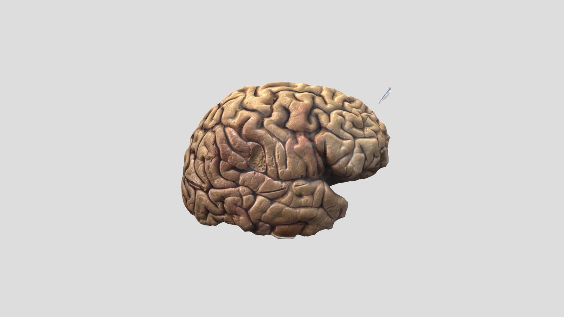 HEMISFERIO DERECHO - LÓBULOS CENTRAL Y PARIETAL - 3D model by ...