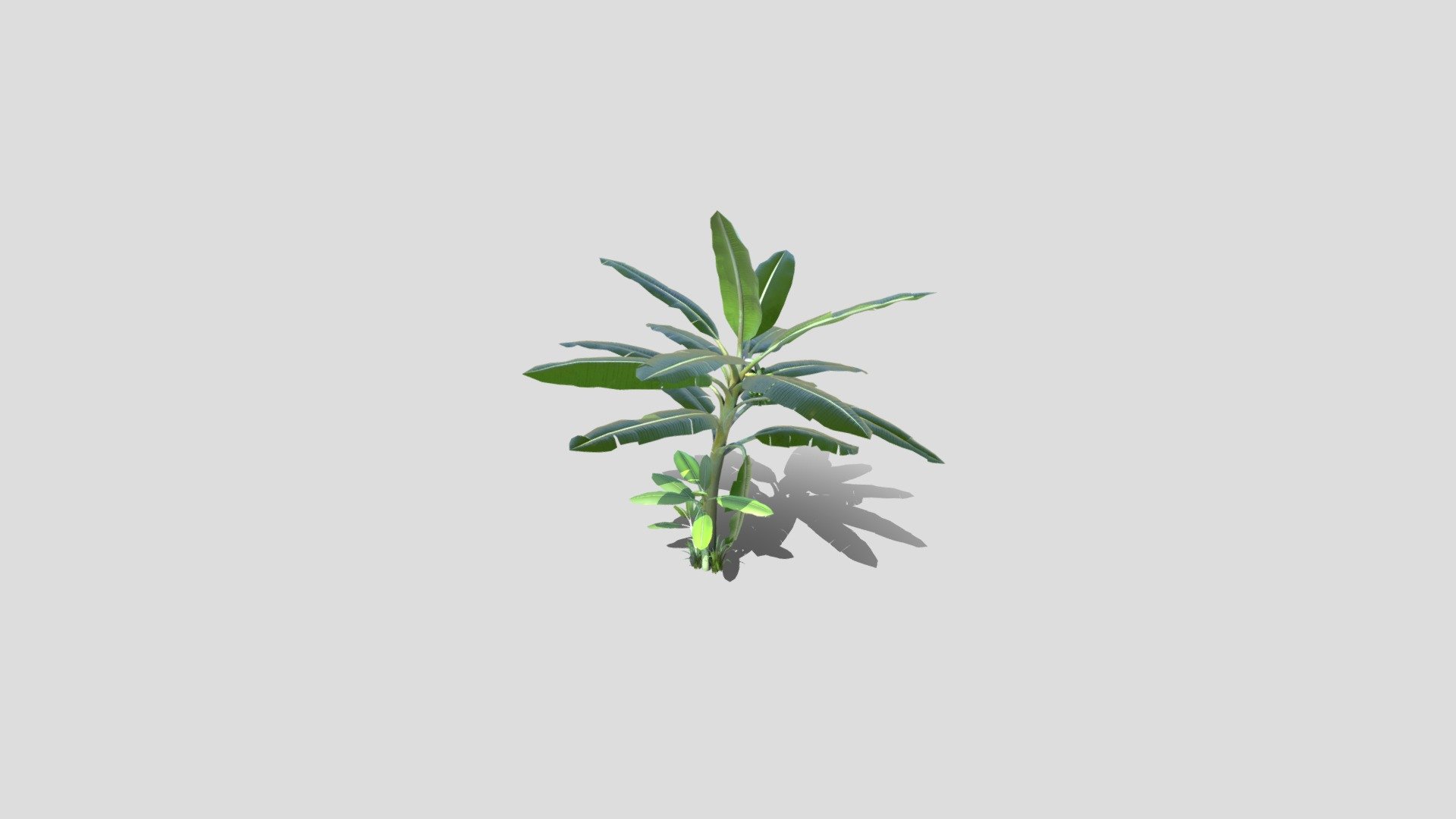 Banana Tree - Download Free 3D model by kosal lifestyle (@sankosal1990 ...