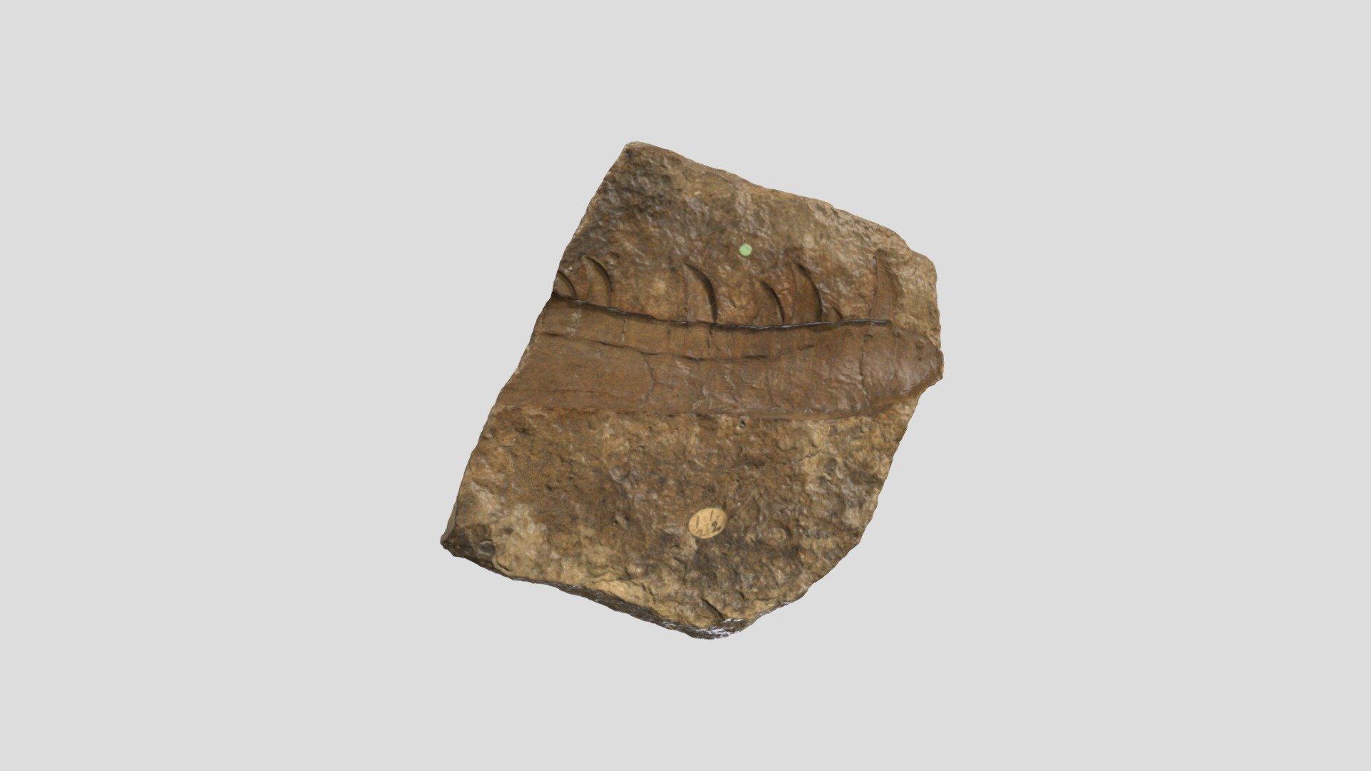 [1447]_GSM_6532_ Zanclodon_jaw_1000K_obj - 3D model by 3d Fossils GB ...