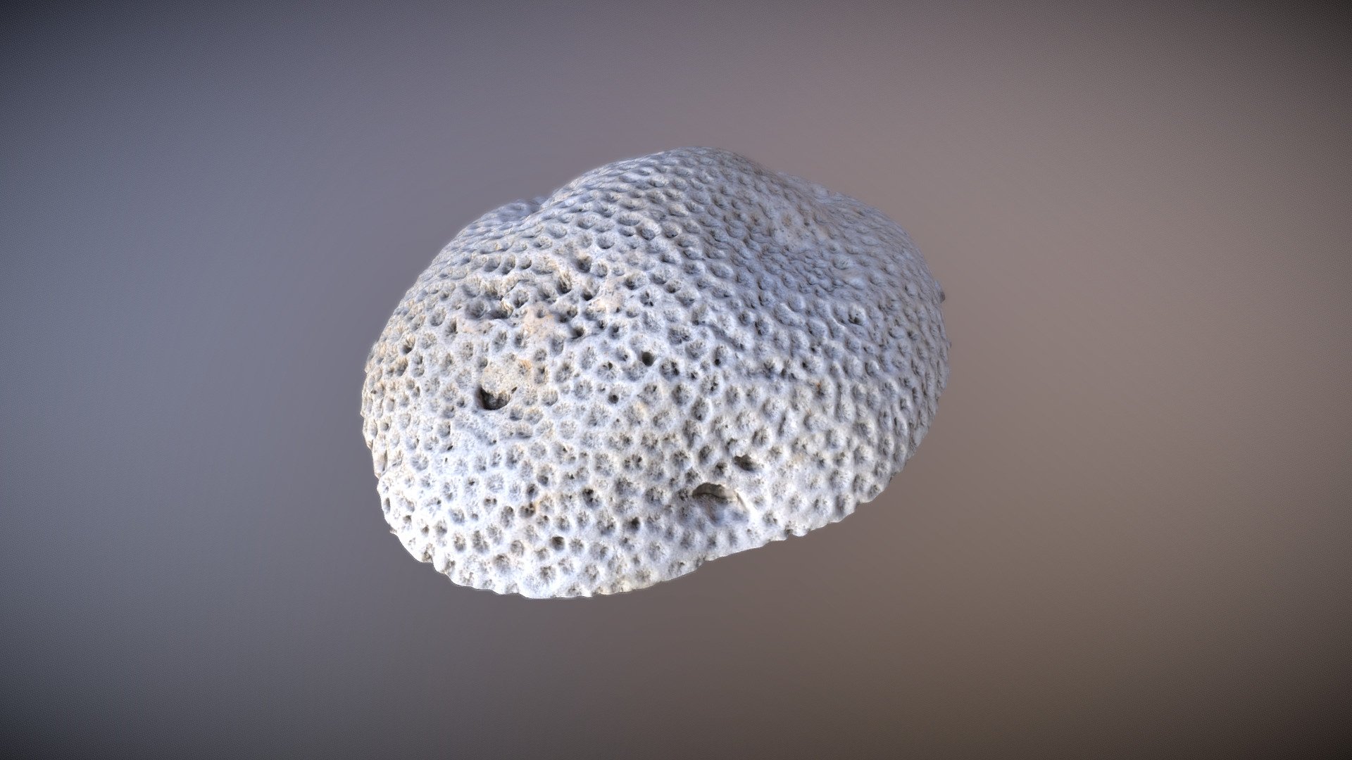 Coral Reef - Download Free 3D model by YouniqueĪdeaStudio ...