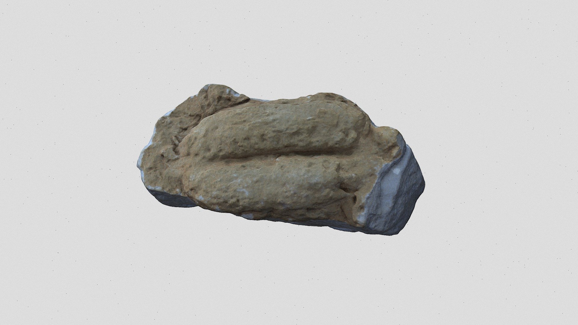 Rusophycus - Download Free 3D model by Atlante virtuale 3D Geoscienze ...