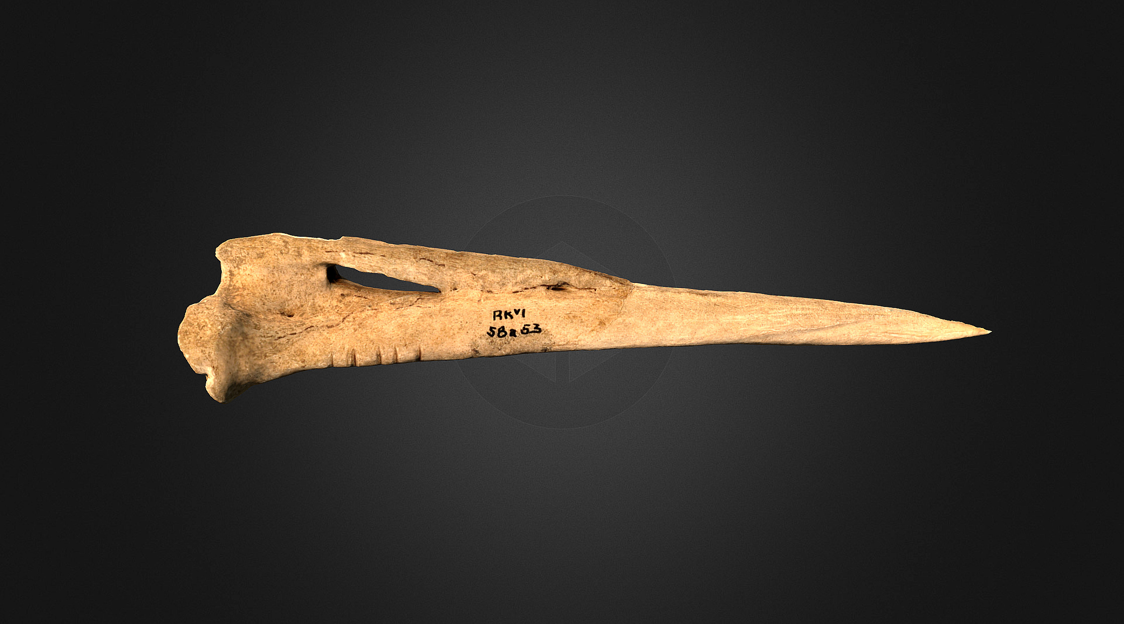Notched Bone Awl (58a53) - Download Free 3D model by RLA Archaeology ...