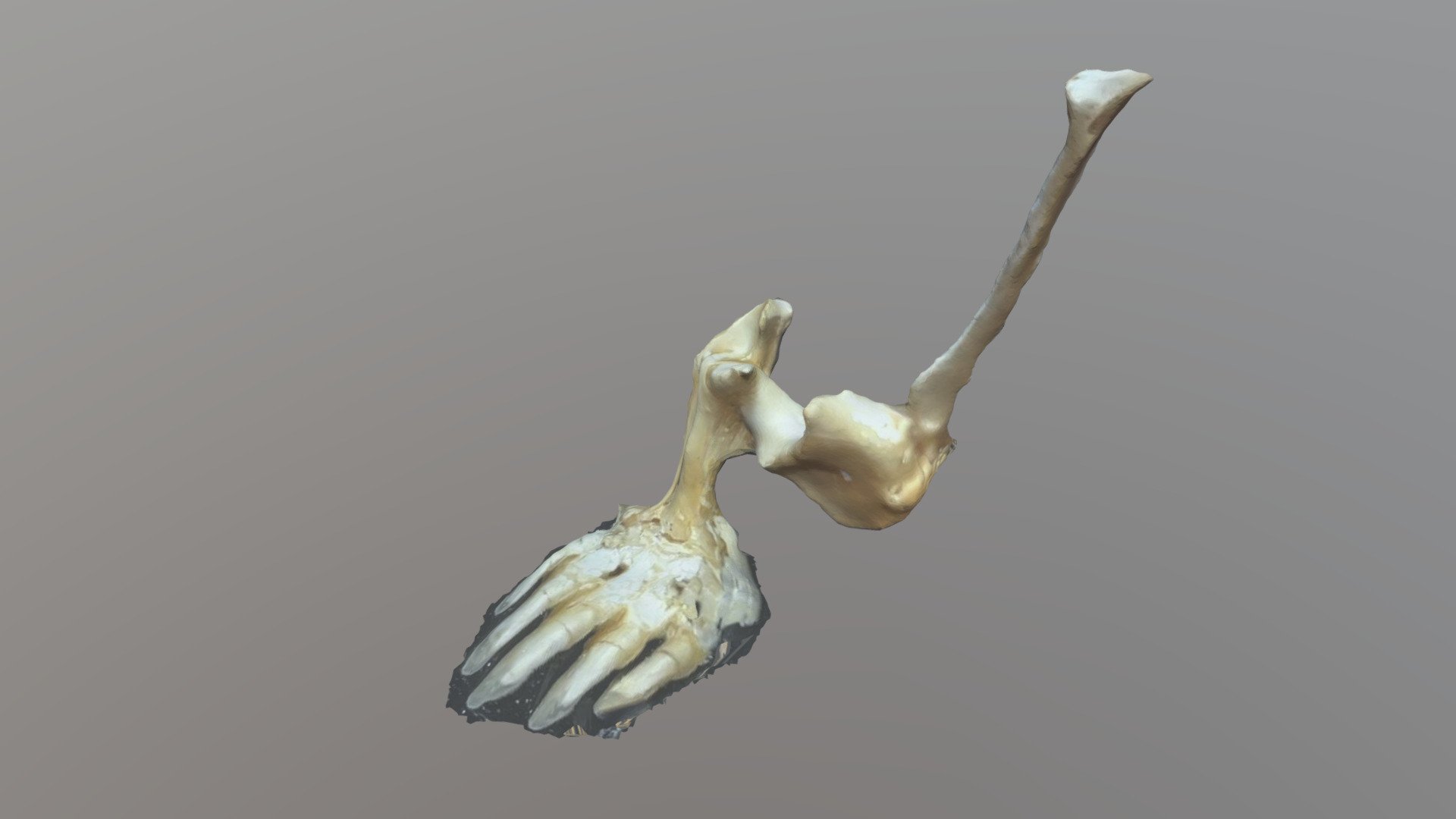 Patte Taupe mole - Download Free 3D model by Tavernier Amaury ...