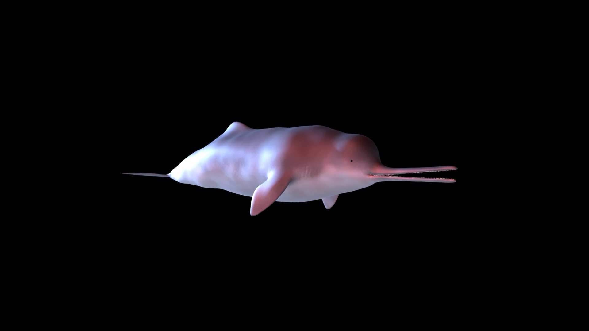 Lipotes vexillifer - 3D model by Sashafzr [2d2d168] - Sketchfab