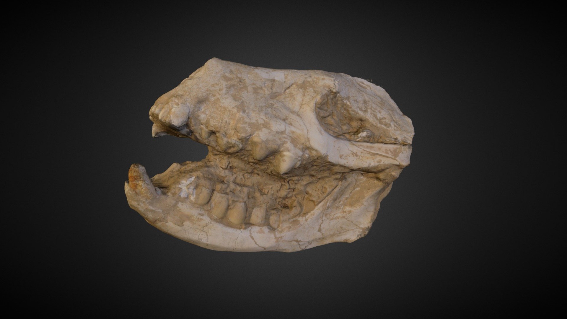 MANED WOLF SKULL FOSSIL - 3D model by 3D Fossils (@conqueror78 ...