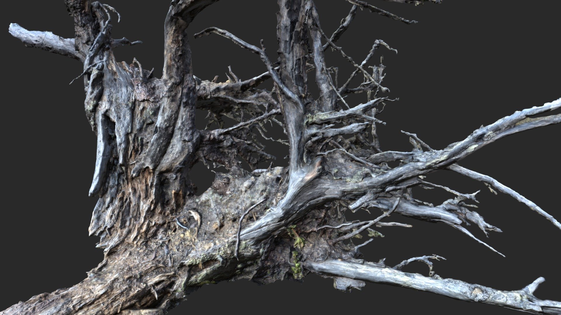 Tree Roots - Buy Royalty Free 3D model by northlogic (@northlogicvfx ...