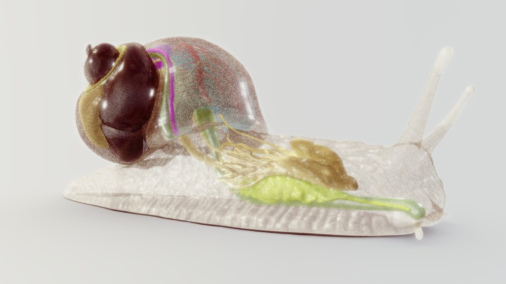 Helix pomatia anatomy progress - A 3D model collection by Mieke Roth ...