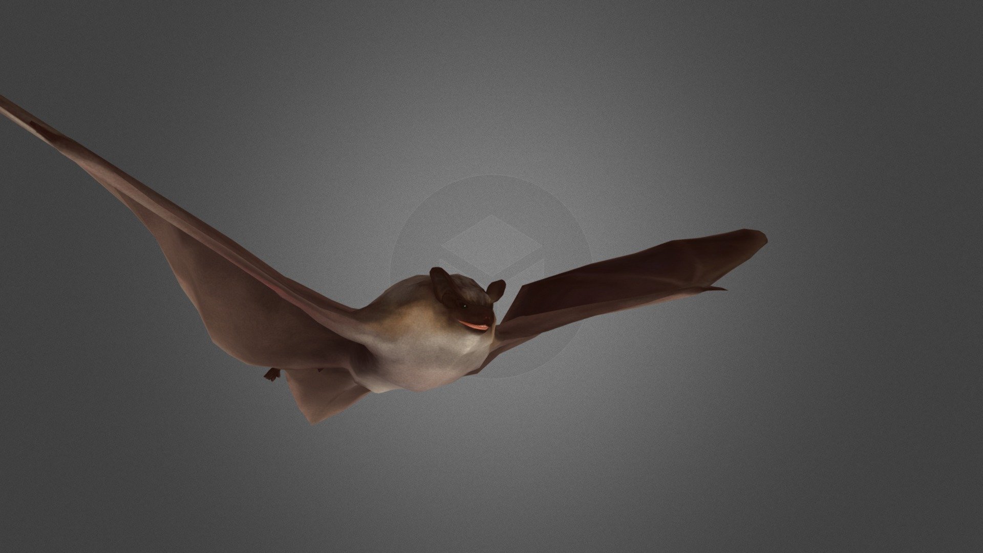 Asian particolored bat 亞洲霜毛蝠 - 3D model by wowwow [2d432b5] - Sketchfab