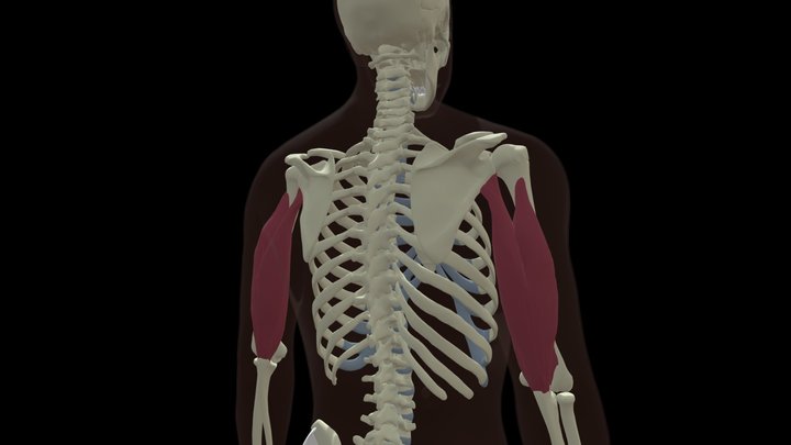 Triceps 3D models - Sketchfab